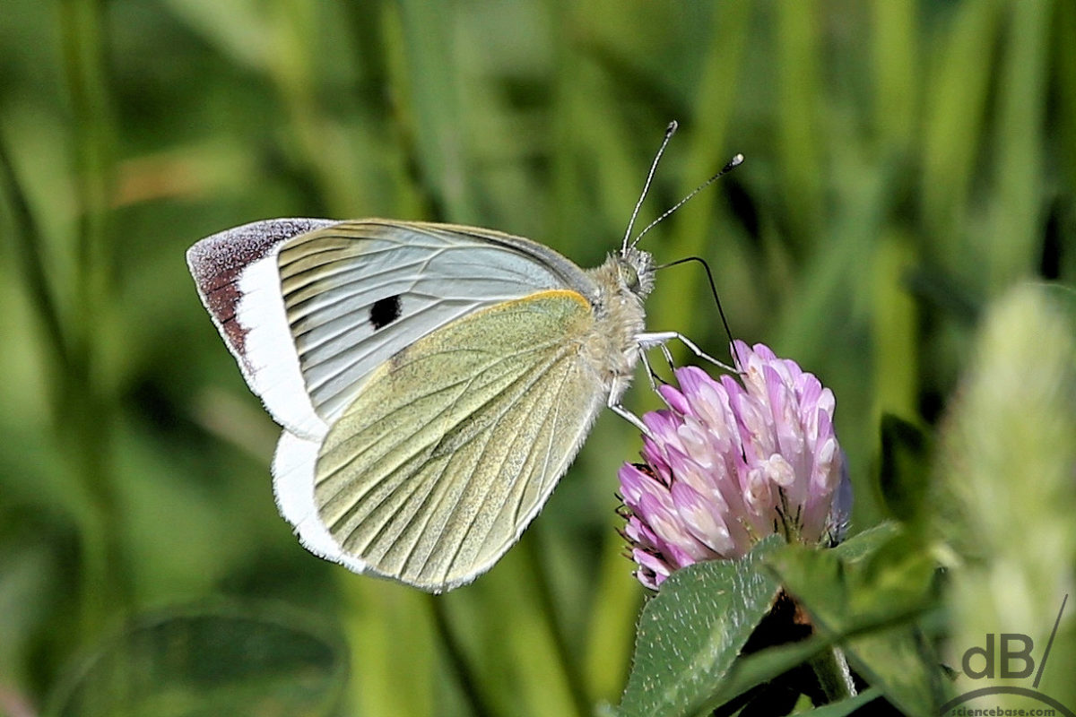 small-white-butterfly – Imaging Storm